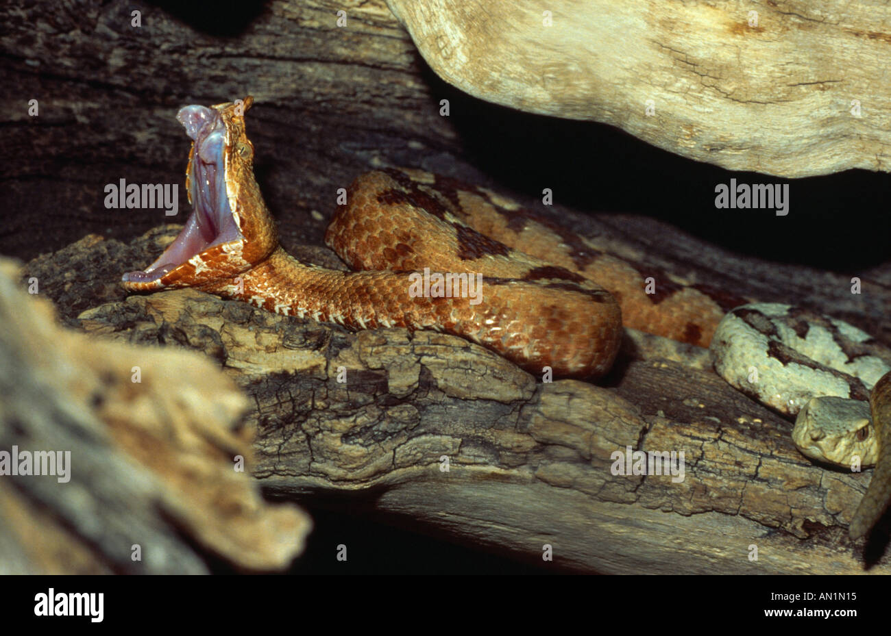 with wide opened mouth, most venemous snake of Europe Stock Photo - Alamy