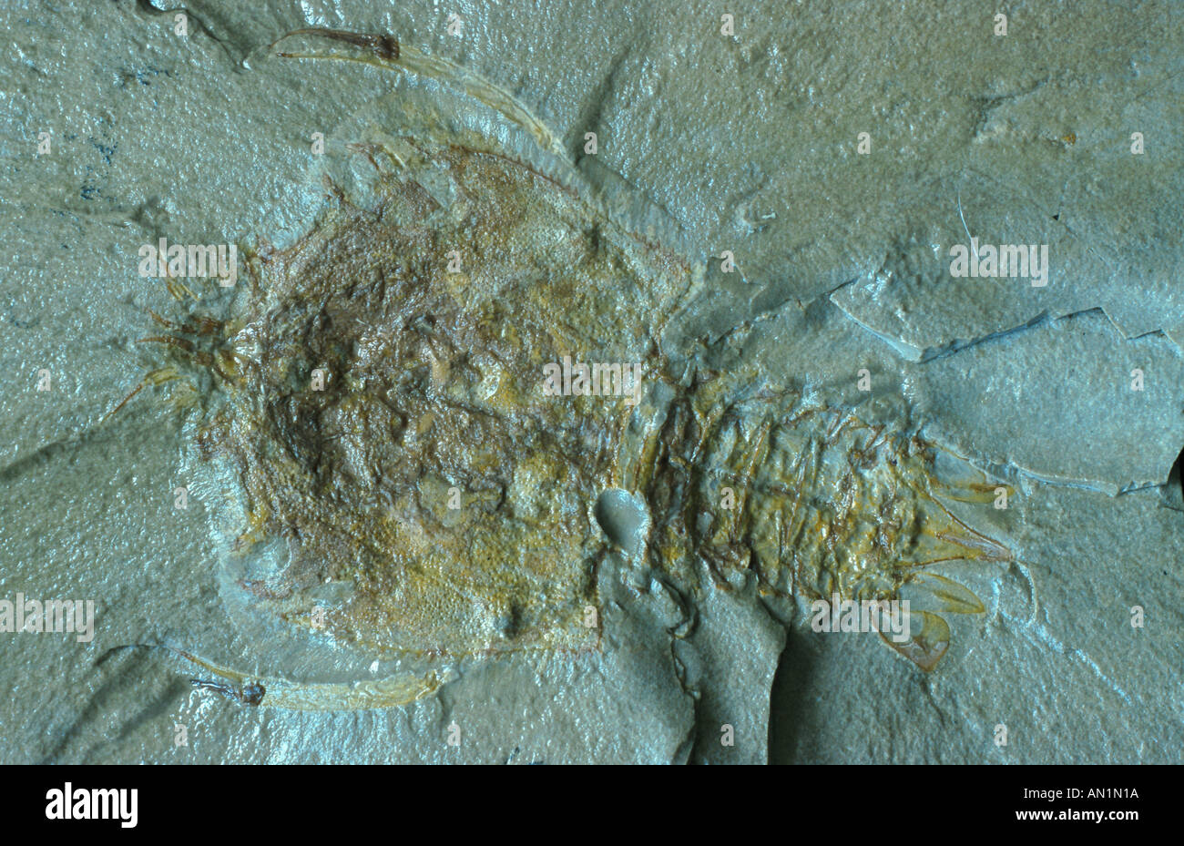 Crustacean fossil hi-res stock photography and images - Alamy