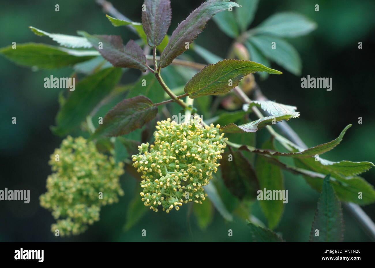 European red elder (Sambucus racemosa), inflorescence Stock Photo - Alamy