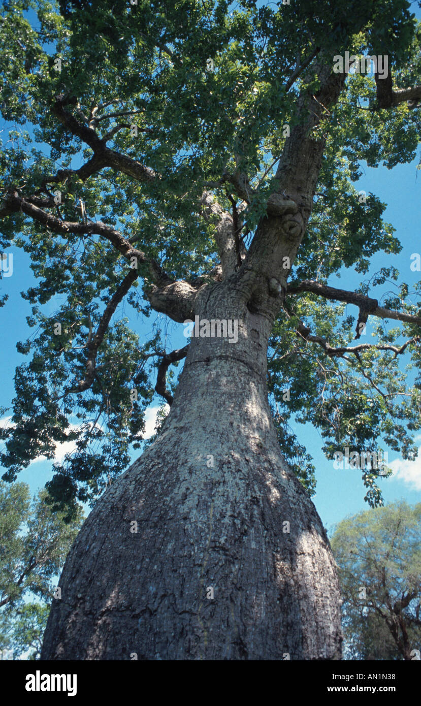 chorry, white dragon (Chorisia insignis), view into canopy Stock Photo ...