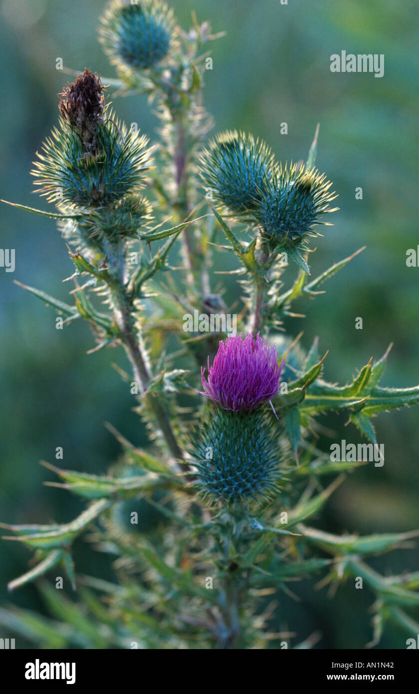 bull thistle, common thistle, spear thistle (Cirsium vulgare), blooming ...