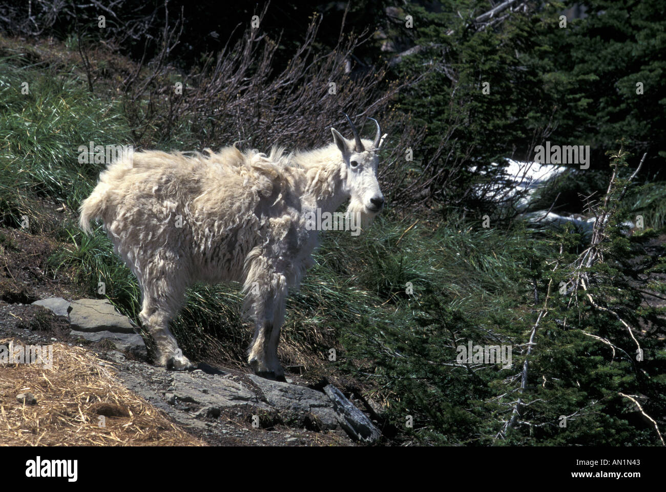 Mountain Goat Oreamnos americanus Female molting winter coat Glacier NP ...