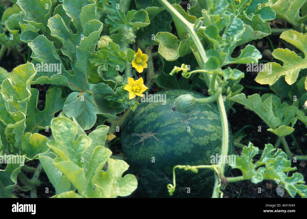 Mature melons hi-res stock photography and images - Alamy