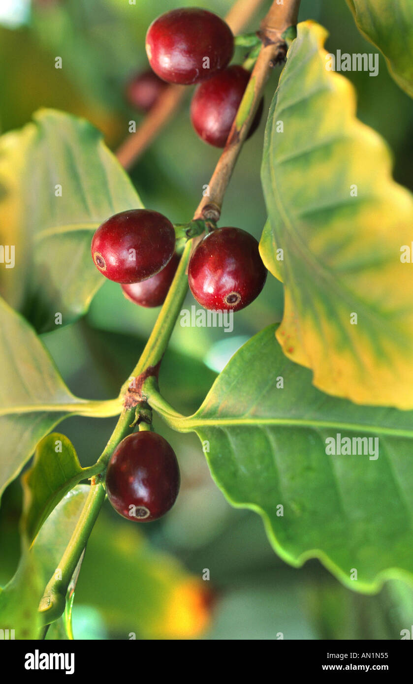 Arabian coffee (Coffea arabica), fruits Stock Photo - Alamy