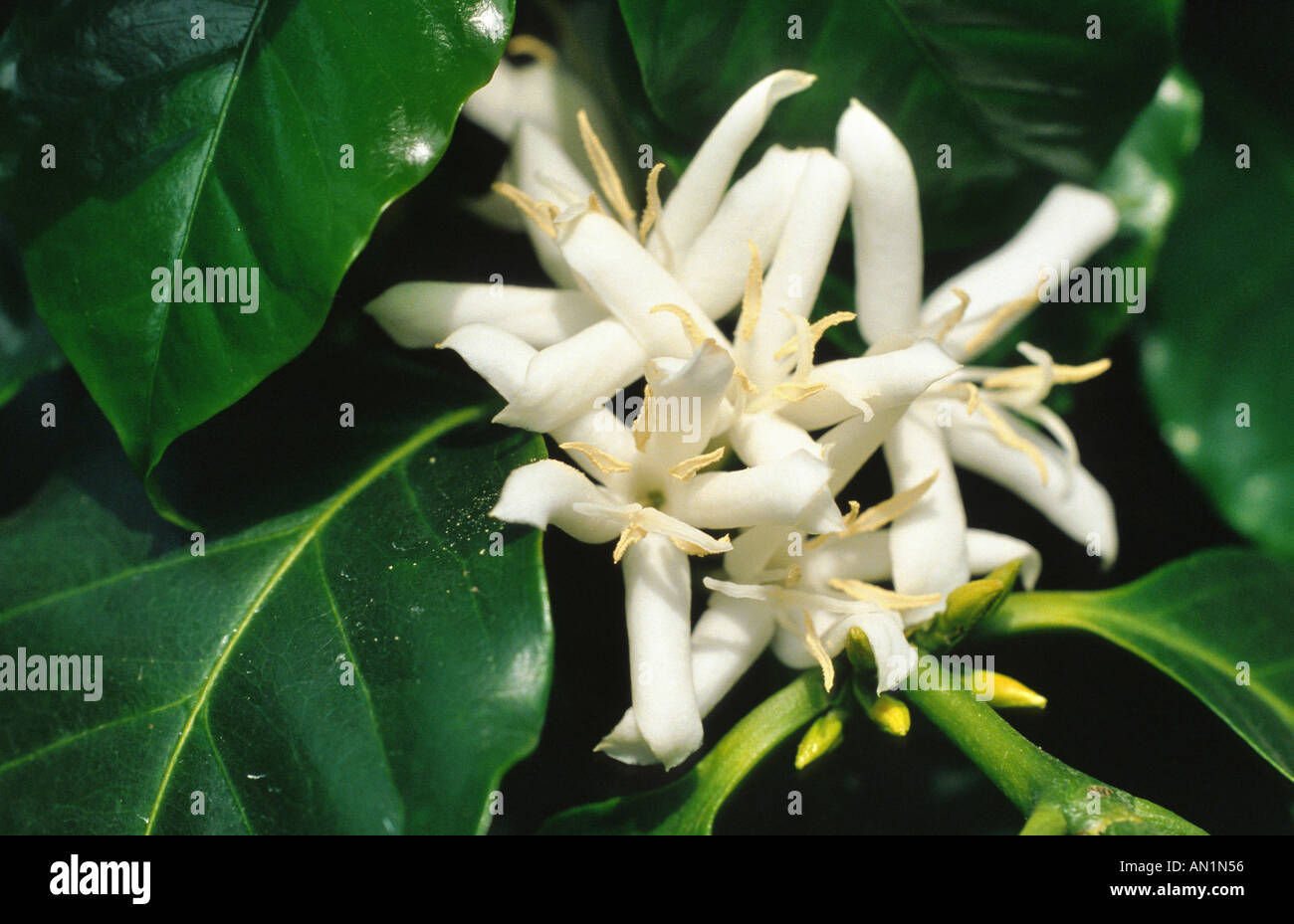 Arabian coffee (Coffea arabica), blossom Stock Photo - Alamy