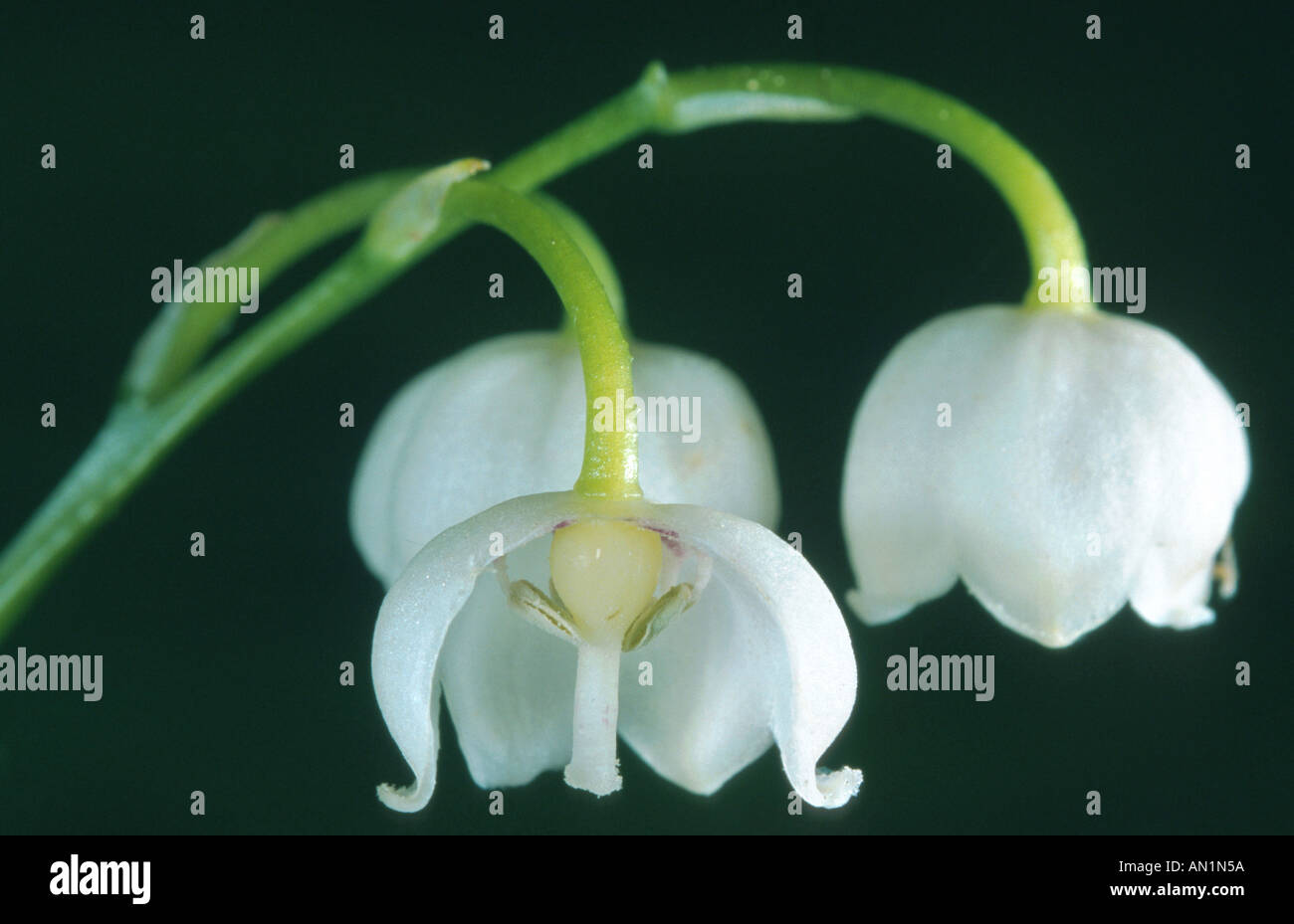 Cross Section Of A Lily