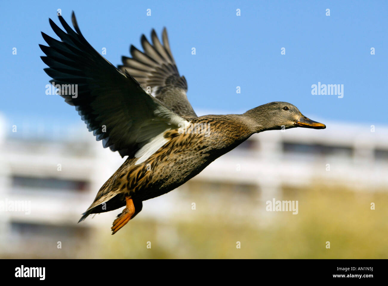 Weibliche ente hi-res stock photography and images - Alamy