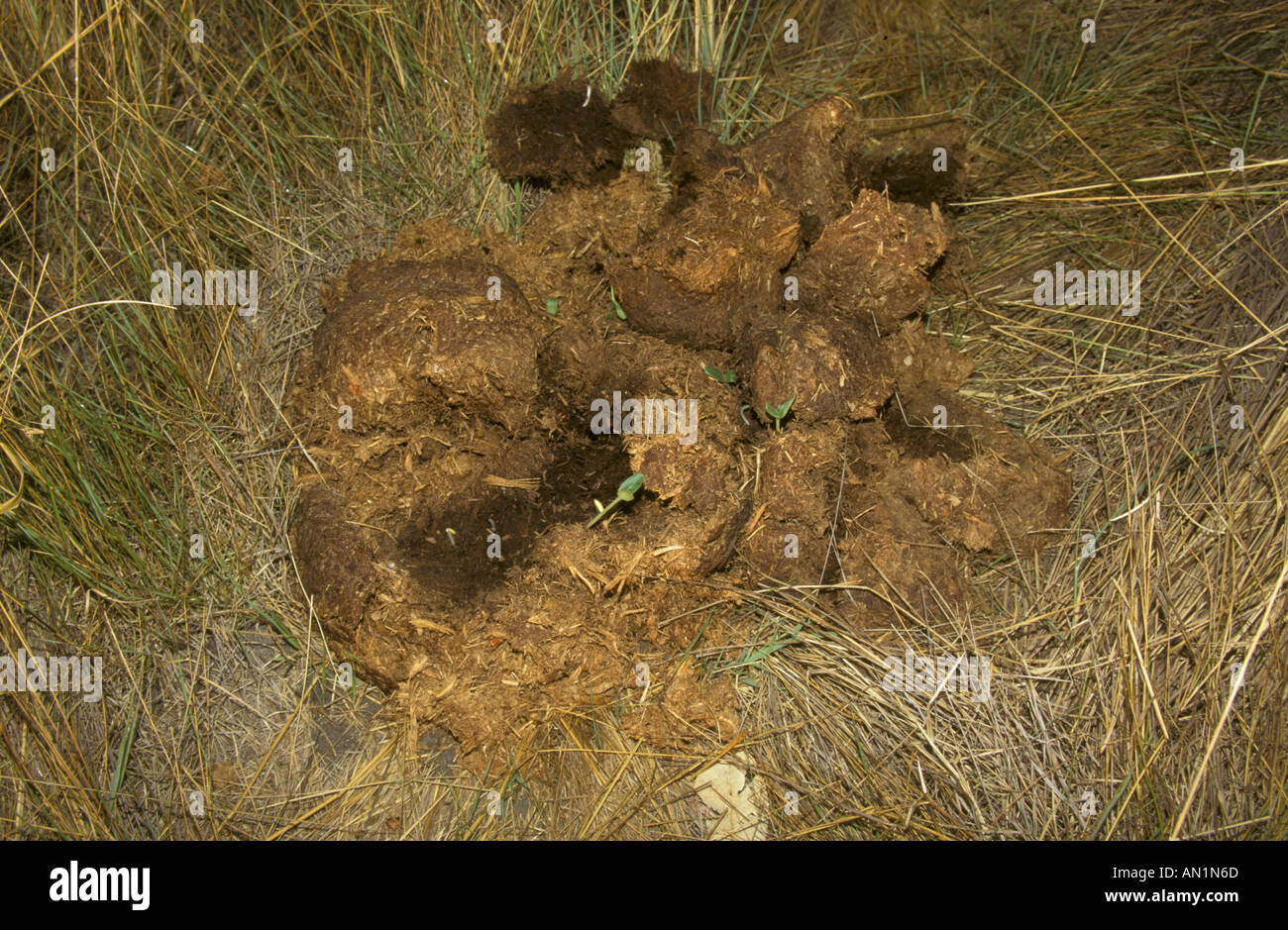 African Elephant Loxodonta africana Jackel Berry seeds growing in ...