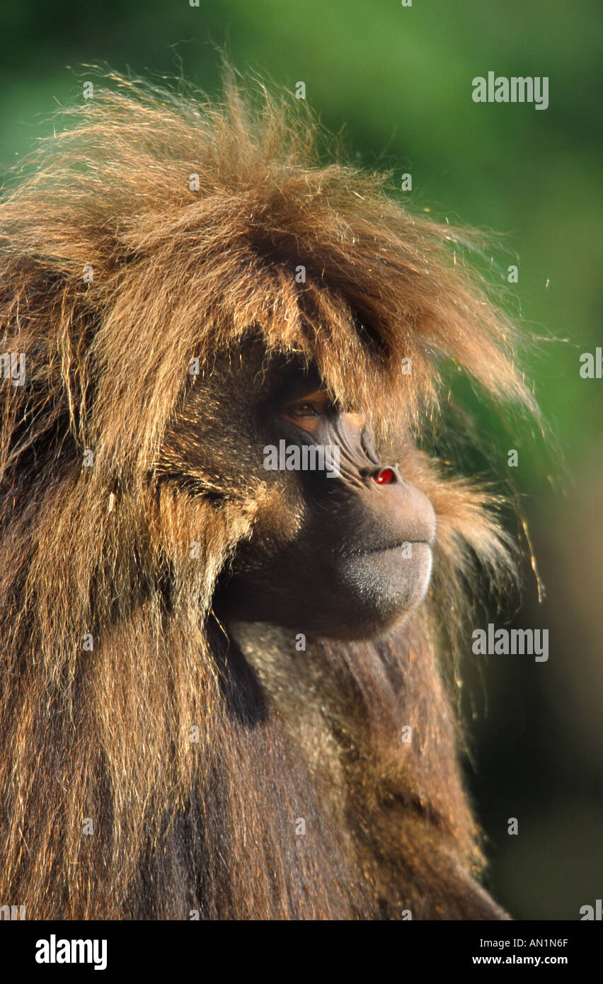 gelada (Theropithecus gelada), portrait Stock Photo - Alamy