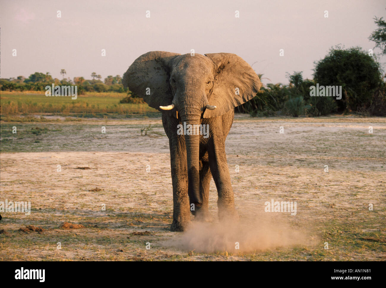 African Elephant Loxodonta africana Kicking dust Botswana Stock Photo ...