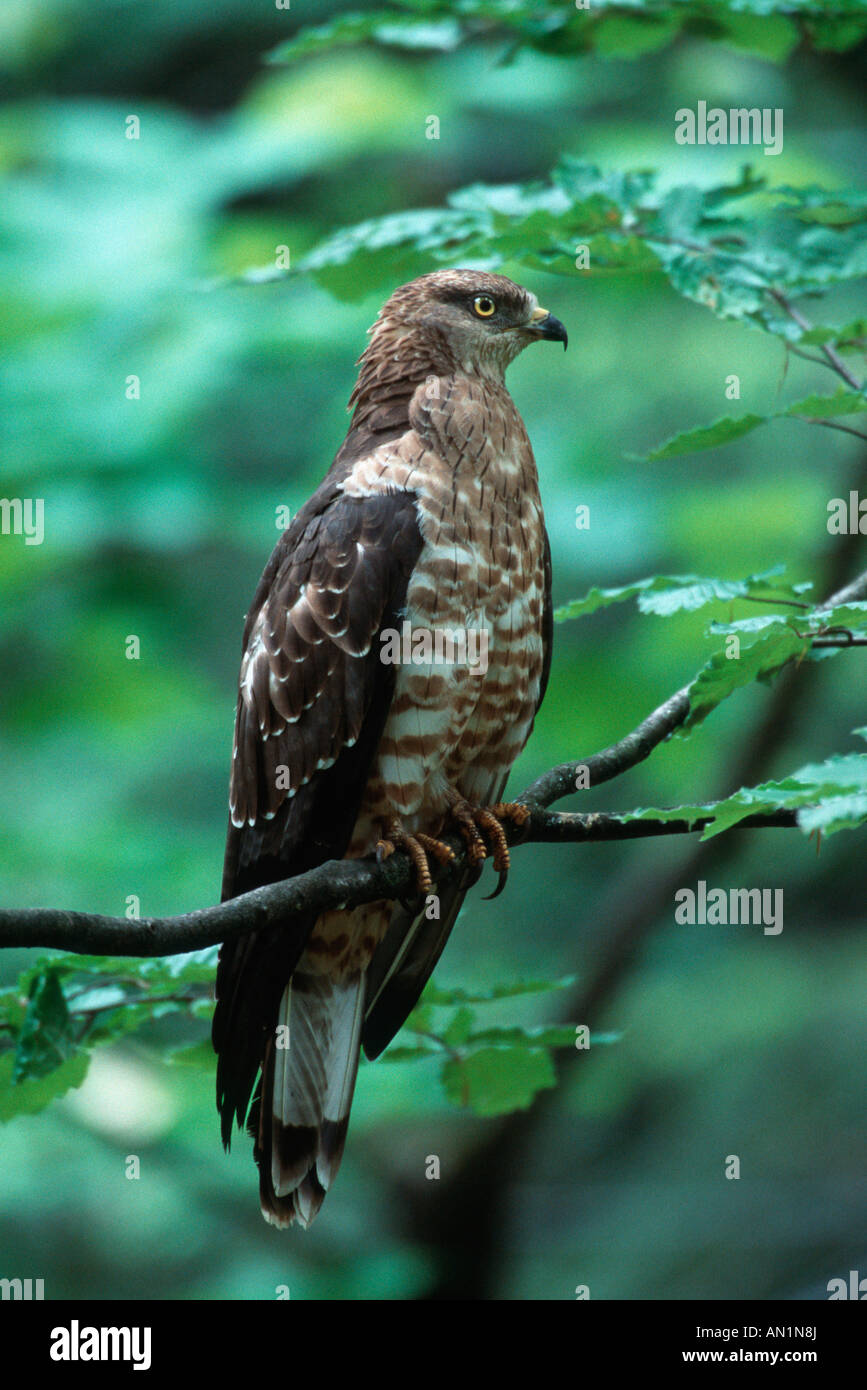 Bussarde hi-res stock photography and images - Alamy