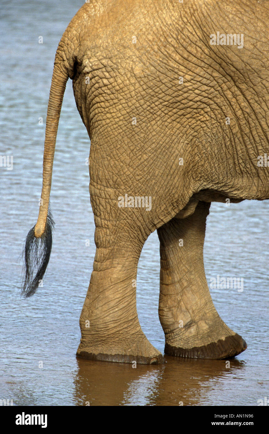 African Elephant Loxodonta africana Tail and feet Stock Photo - Alamy