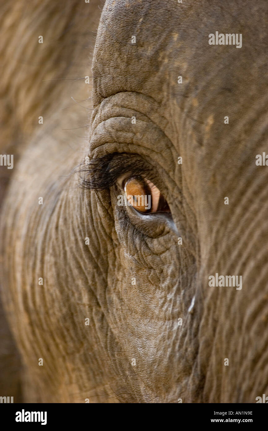 Asiatic elephant, Asian elephant (Elephas maximus), eye, India, Madhya ...