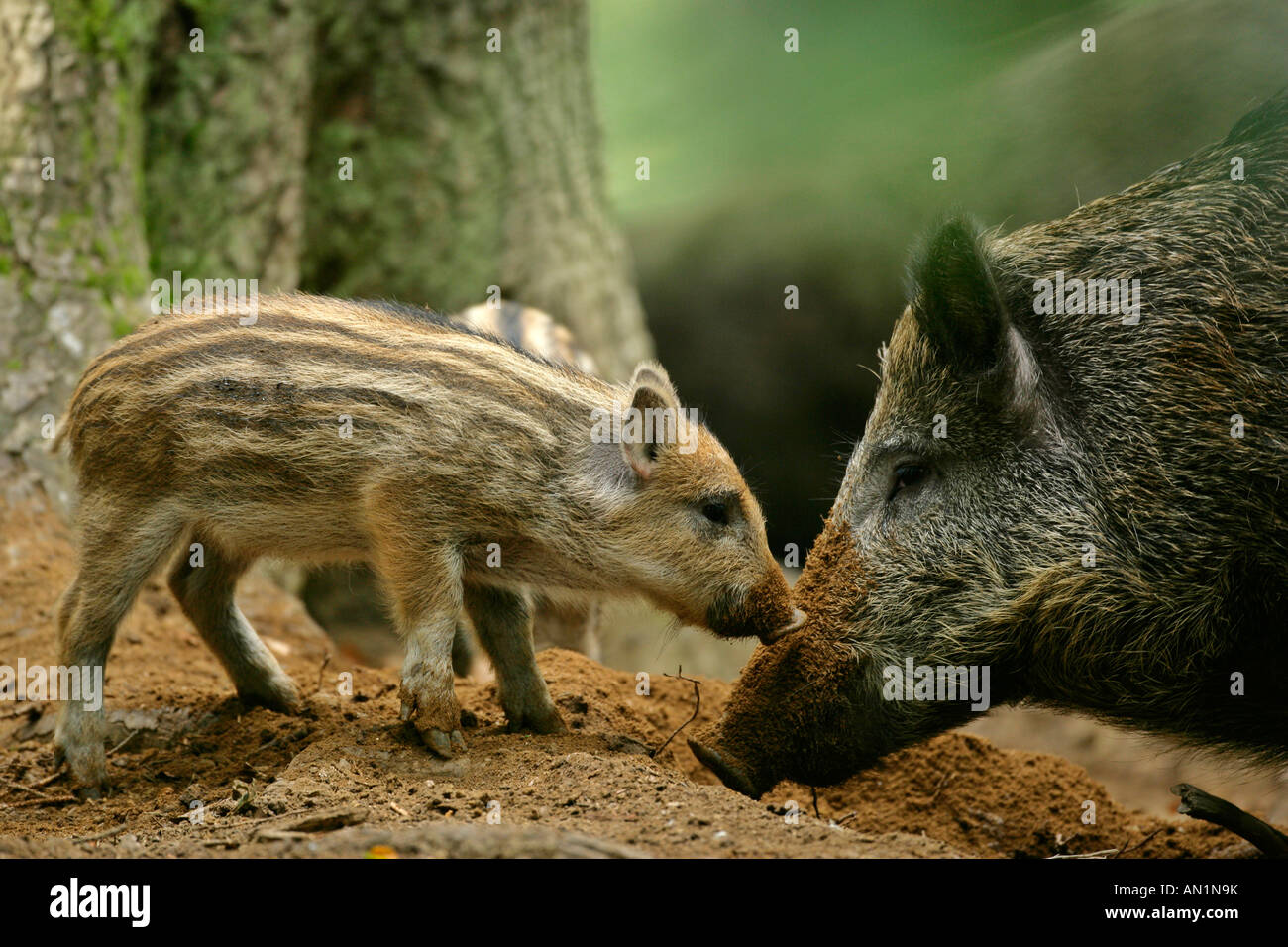 wild boar sow and piglet sus scrofa foraging for food Bavarian Forest ...