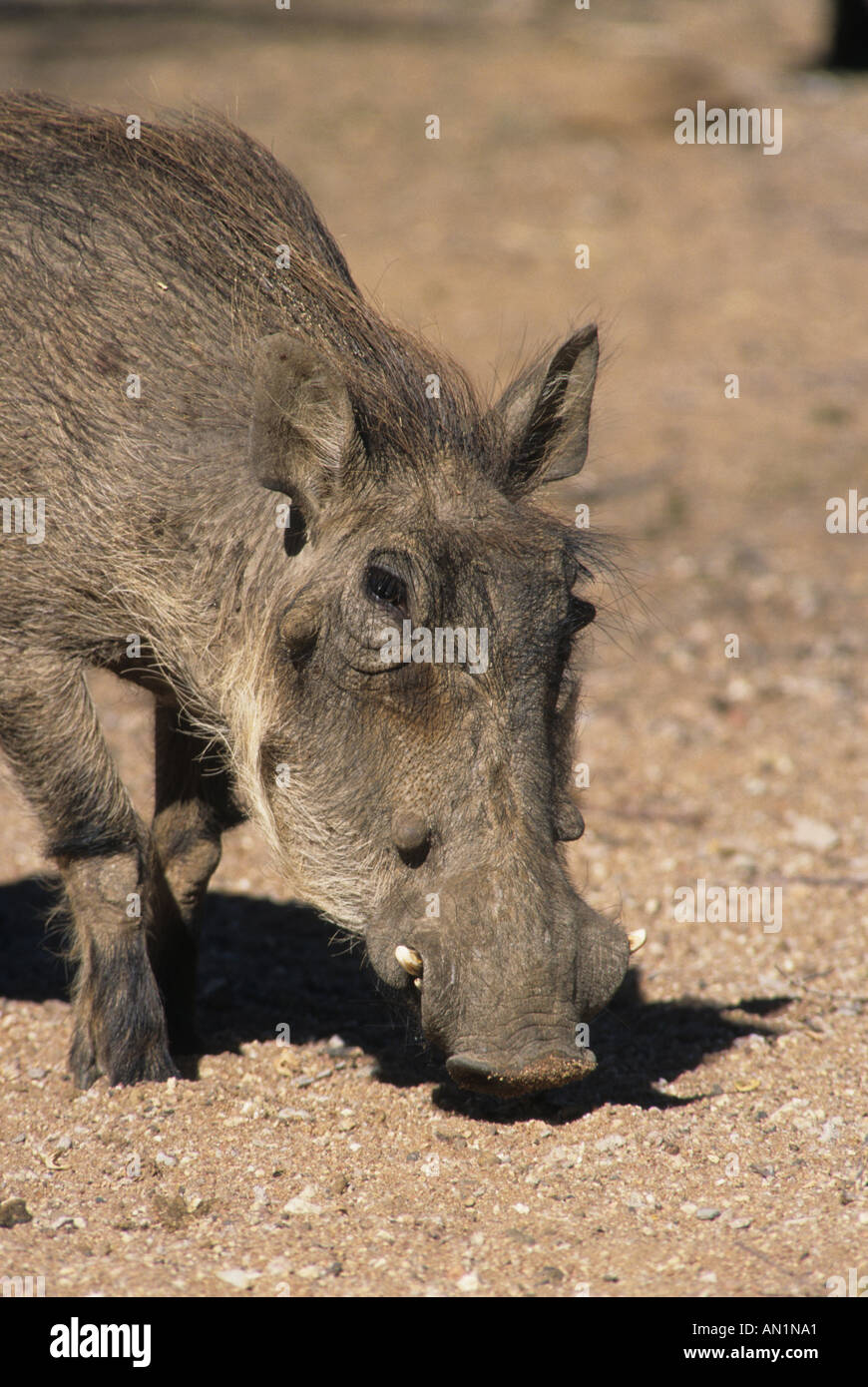 Warthog Phacochoerus aethopicus Namibia Stock Photo - Alamy