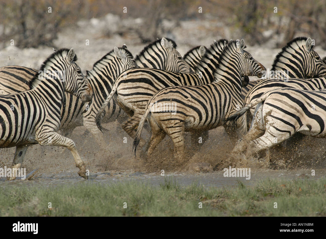 Steppenzebra Equus quagga zebra Afrika africa Stock Photo - Alamy