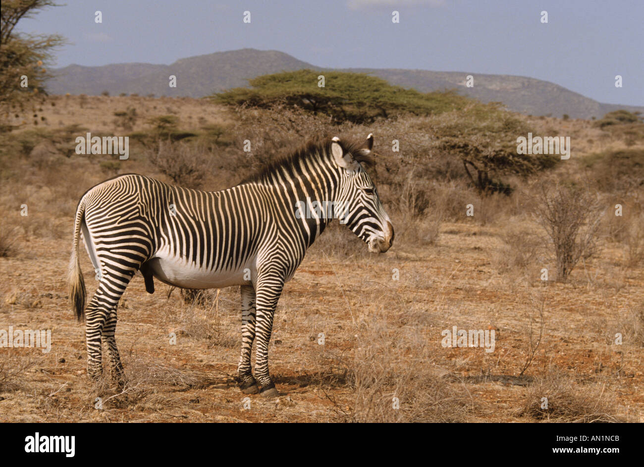Grevy's Zebra Equus grevyi Male Samburu Kenya Stock Photo - Alamy