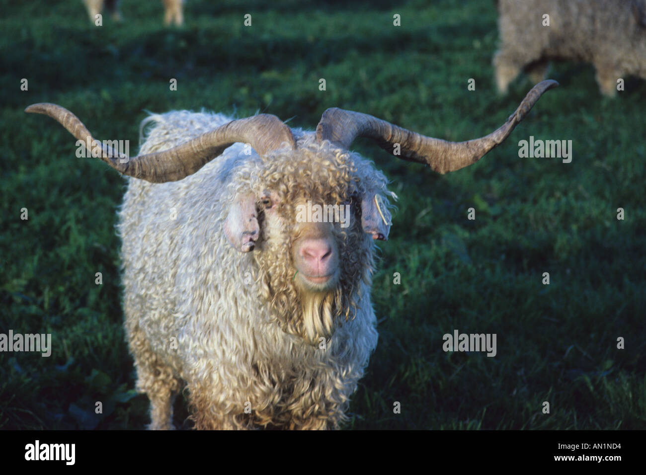 Angora Goat In field Stock Photo - Alamy