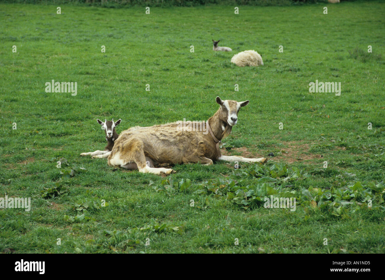 Toggenberg Goat lying down with kid Stock Photo - Alamy