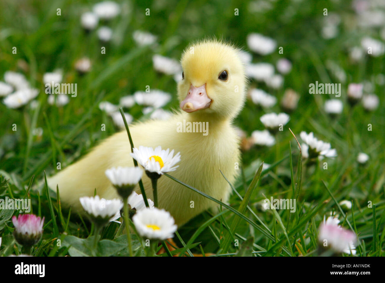 Duckling flowers hi-res stock photography and images - Alamy