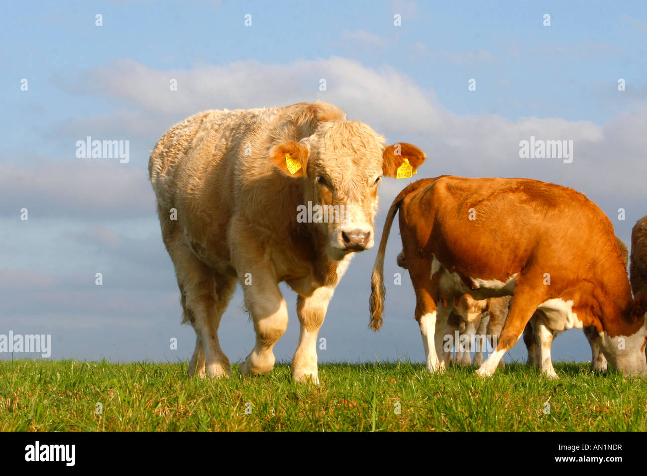 Milchkuh Milk Cow Cattle Europe Germany Schleswig Holstein Stock Photo ...
