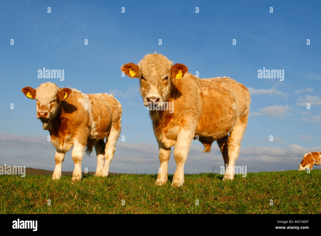 Milchkuh Milk Cow Cattle Europe Germany Schleswig Holstein Stock Photo ...