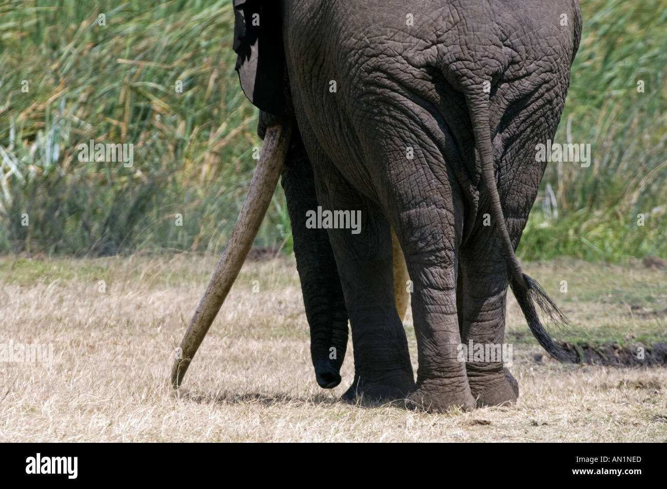 African elephant, back side, tusks touching the ground, Ngorongoro ...