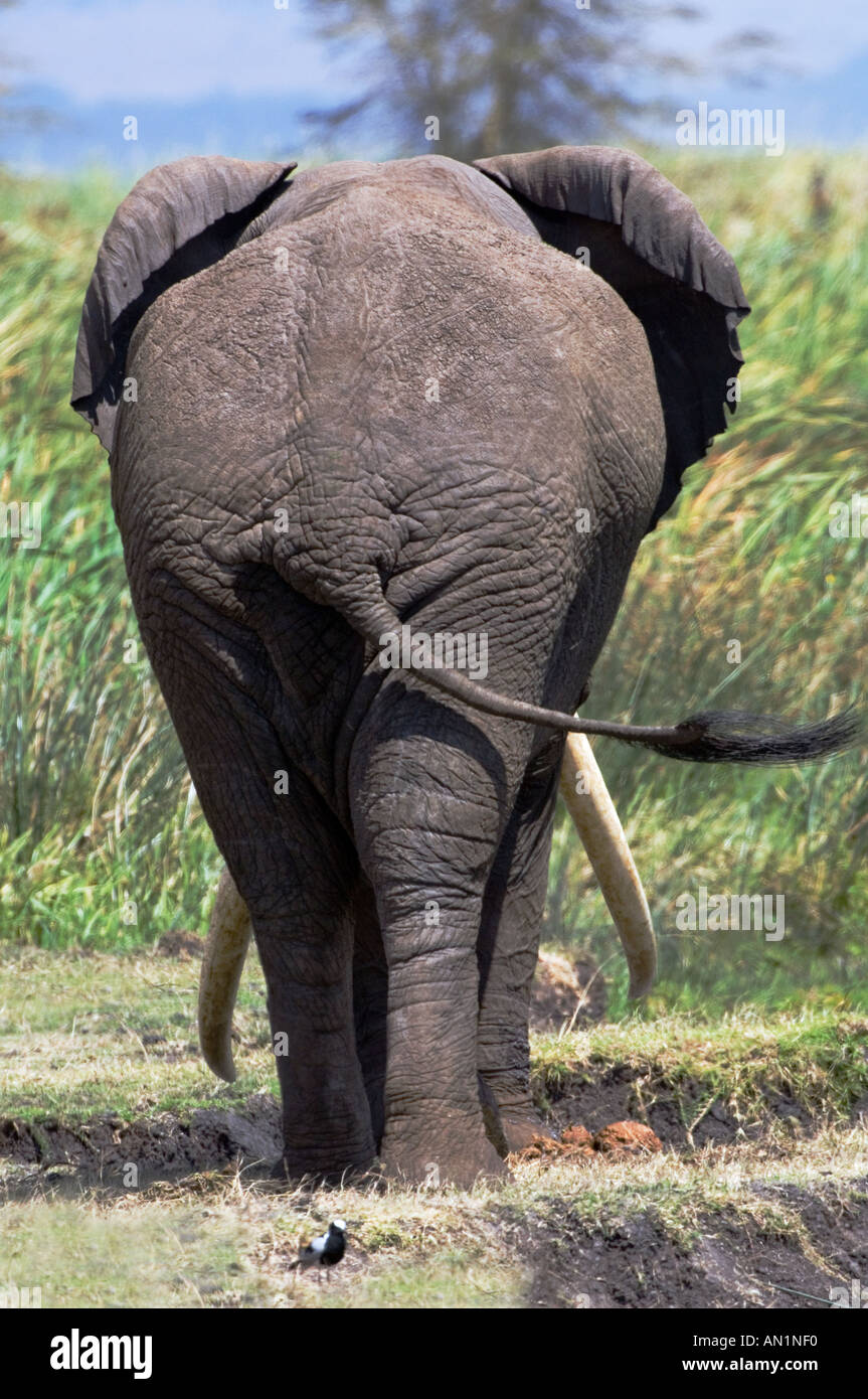 African elephant, back side, Ngorongoro Crater, Tanzania Stock Photo ...