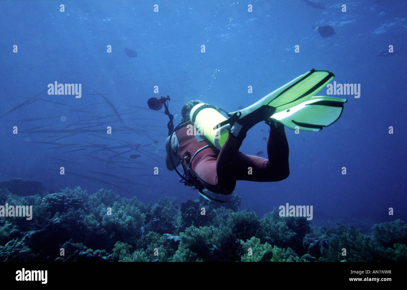 Egypt Red Sea Scuba Diver photographing school of trumpetfish Fistulara ...