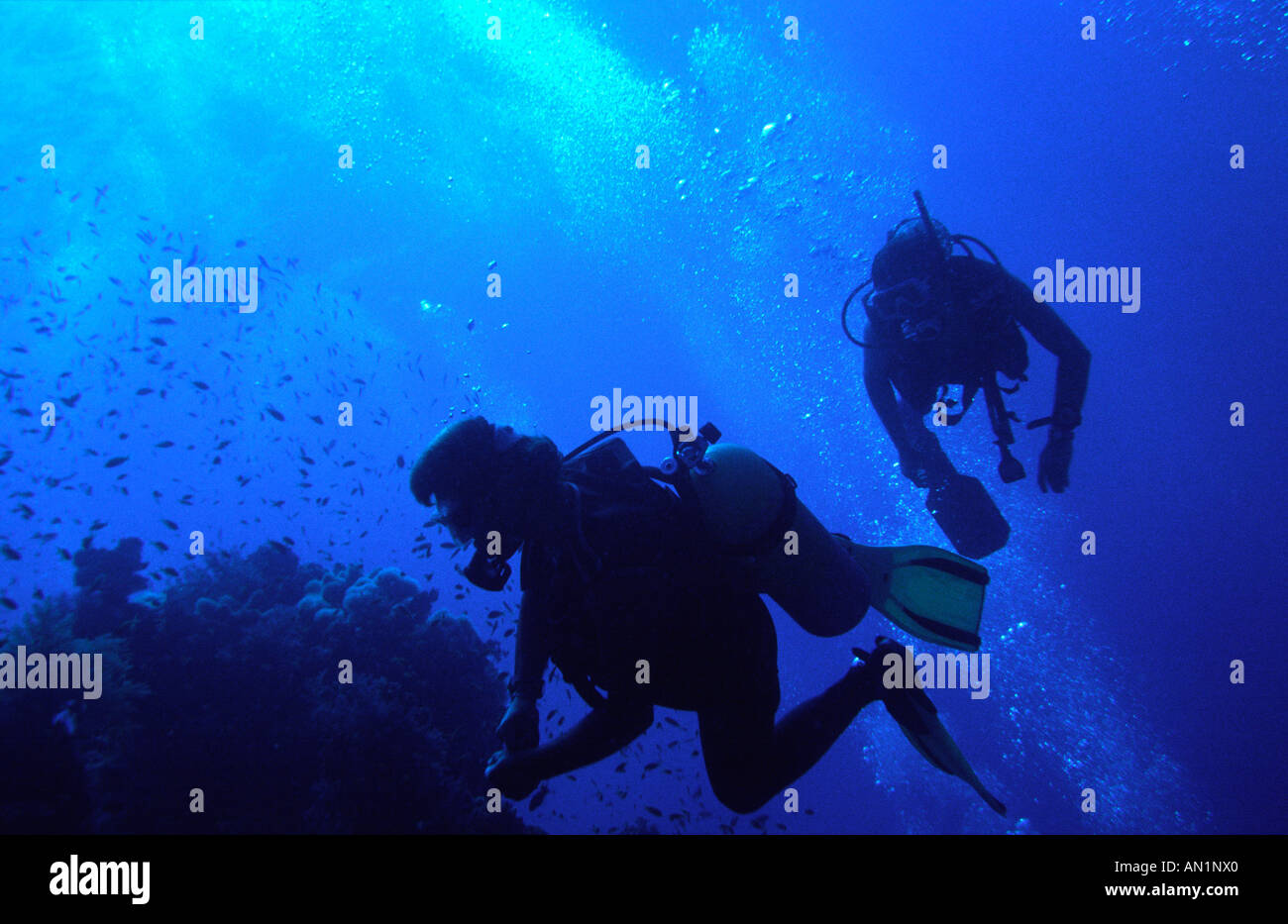 Egypt Red Sea Scuba Divers at depth Stock Photo - Alamy