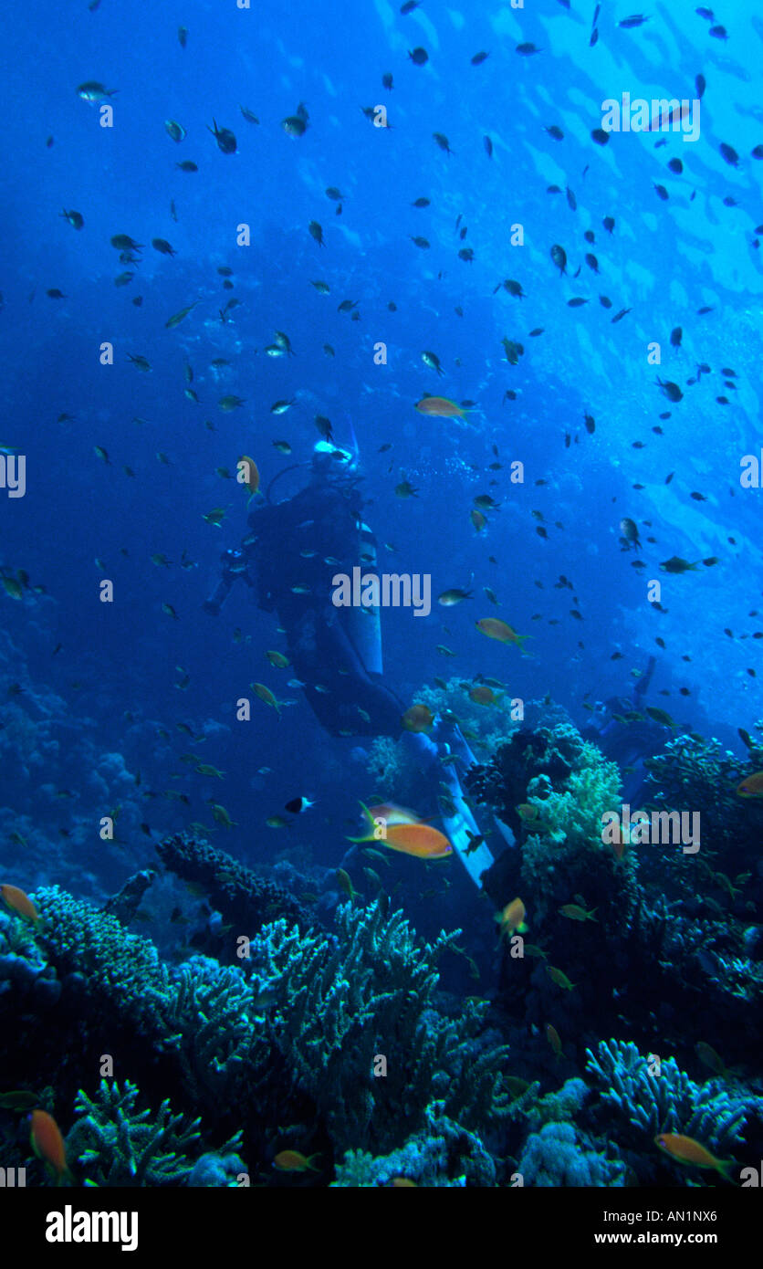 Egypt Red Sea Scuba Diver in coral garden Stock Photo - Alamy