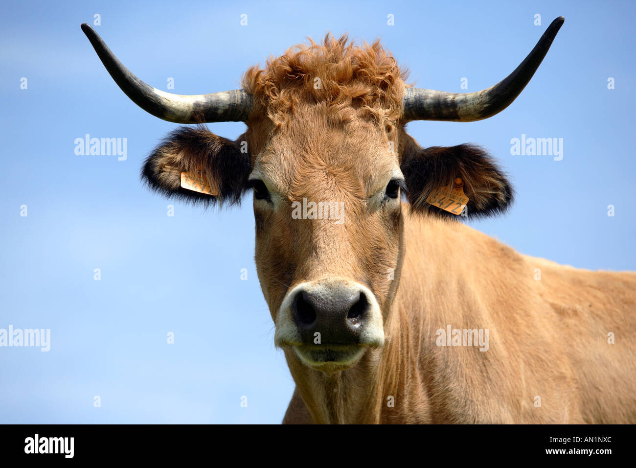 Cow from Aubrac, France Stock Photo - Alamy