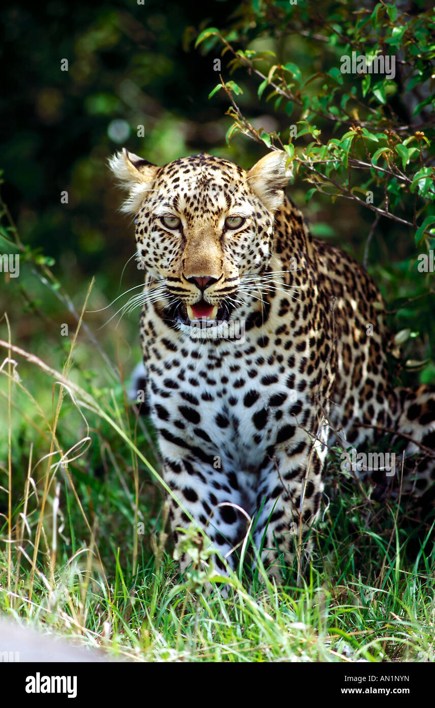 Leopard Panthera pardus Afrika Stock Photo - Alamy