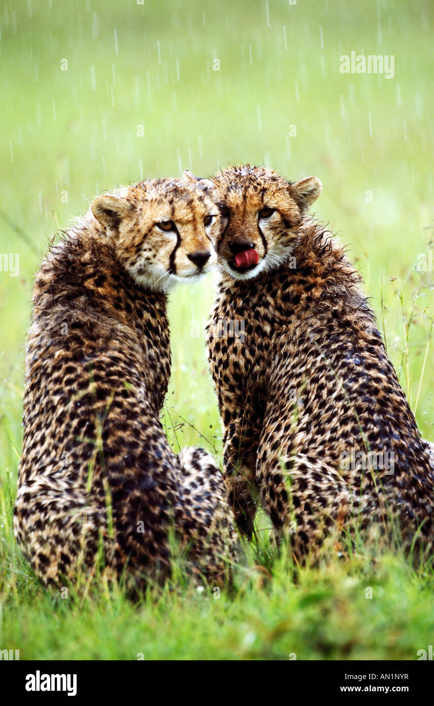 Gepard Cheetah Acinonyx jubatus Masai Mara Nationalpark Kenia Afrika ...