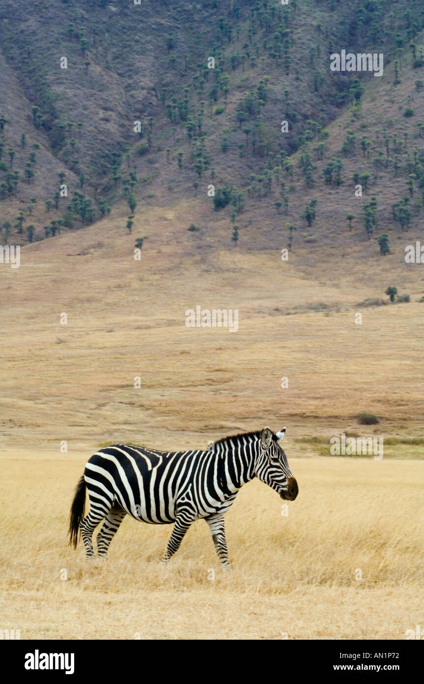 Wall of the ngorongoro crater hi-res stock photography and images - Alamy
