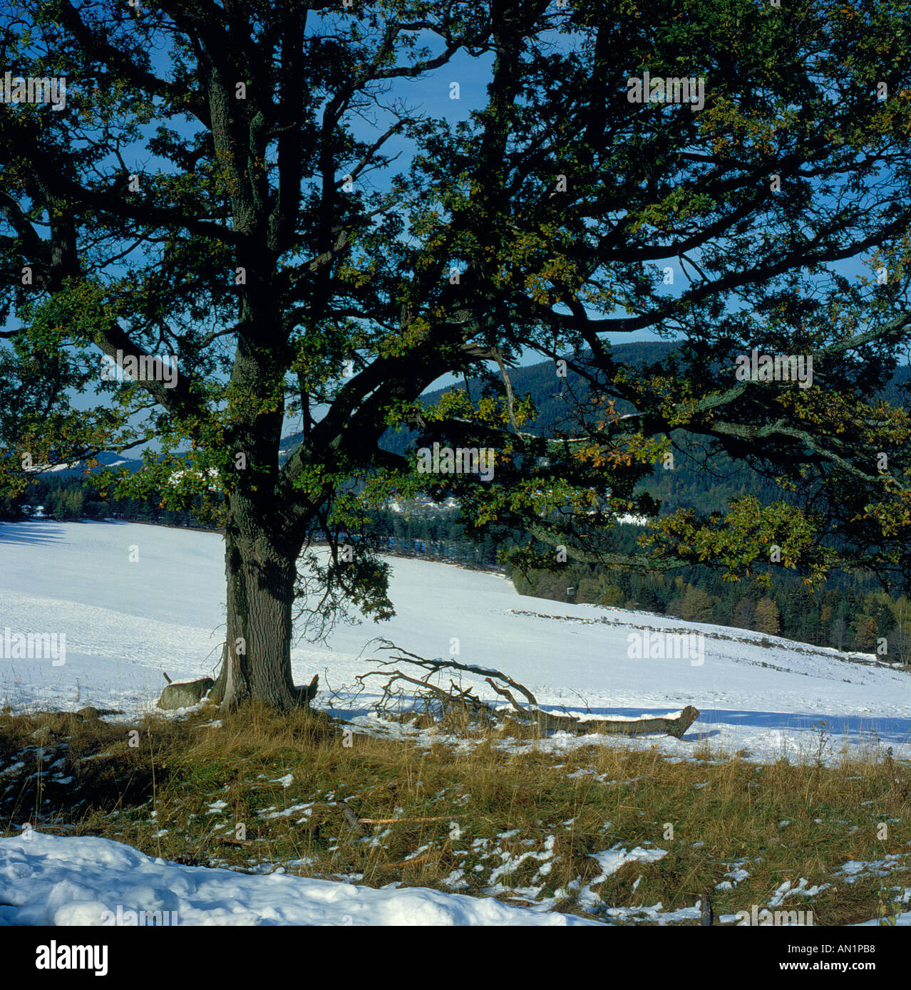 single oak tree in winter, Sumava National Forest, Bohemian Forest ...