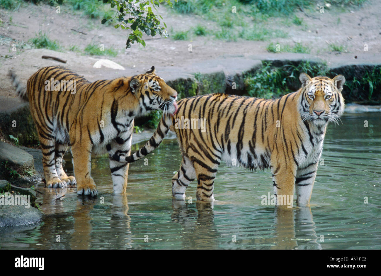Siberian tiger, Amurian tiger (Panthera tigris altaica), two tigers ...
