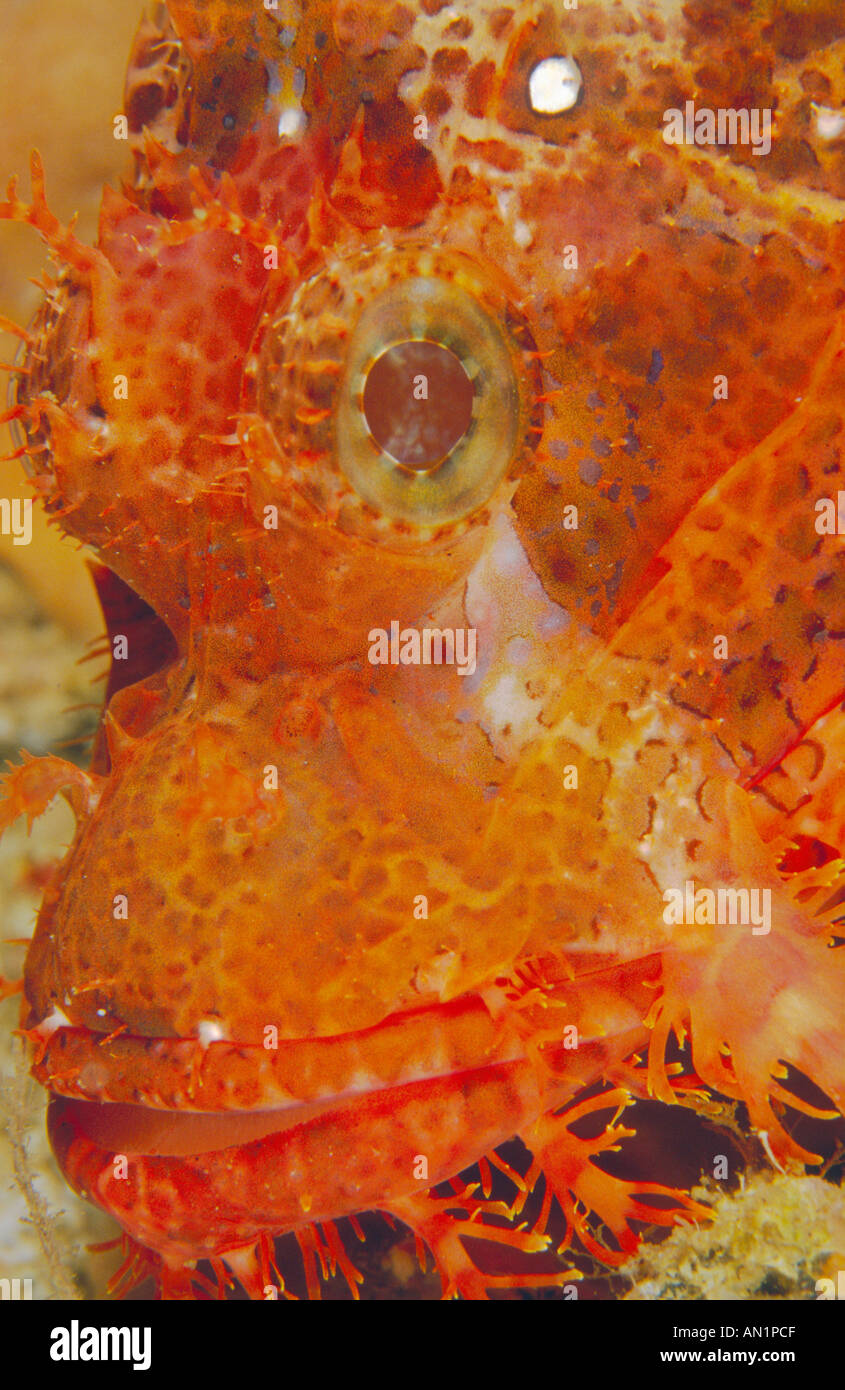 red firefish, lionfish, devil firefish, fireworkfish, red lionfish ...