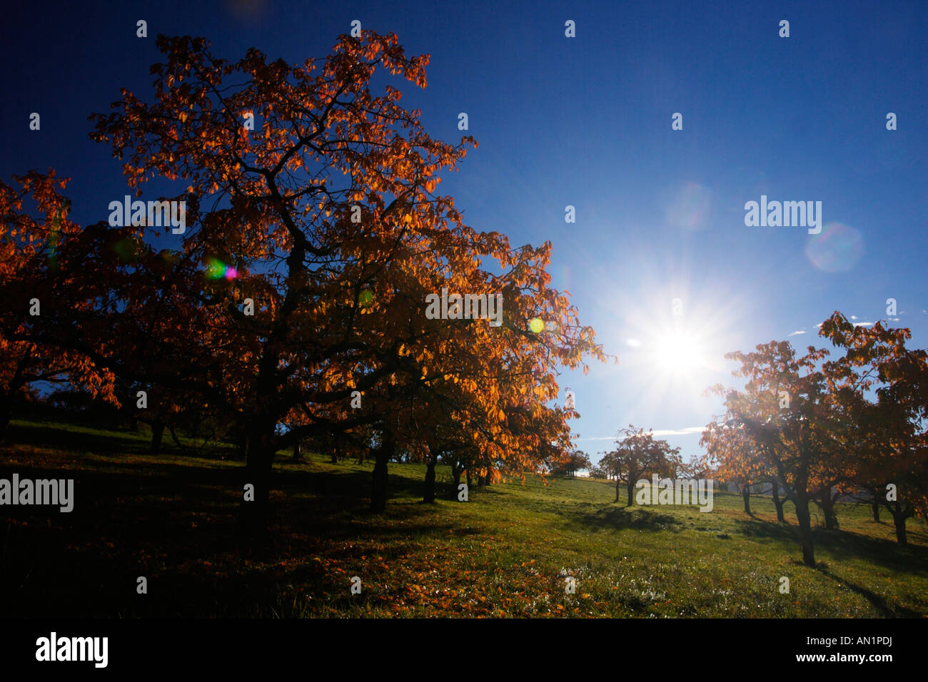 German baum hi-res stock photography and images - Alamy