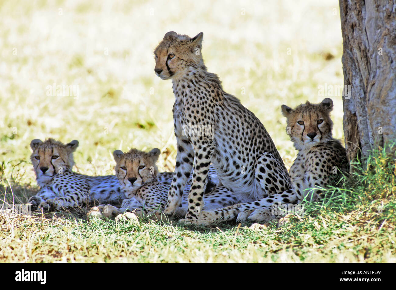 Gepard Cheetah cubs junge Acinonyx jubatus Masai Mara NP Kenia Afrika ...