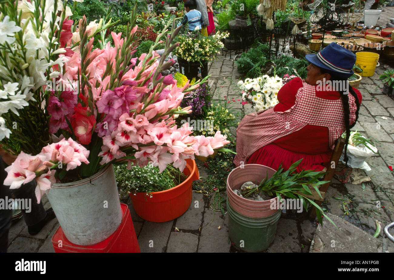 Cuenca ecuador flower hi-res stock photography and images - Alamy
