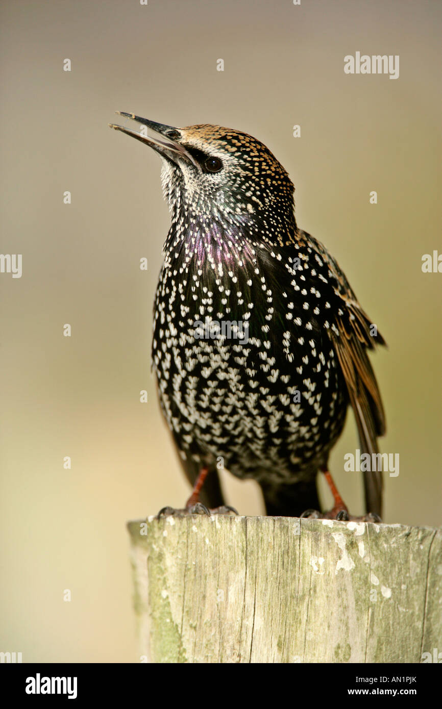 Star Starling sturnus vulgaris Stock Photo - Alamy