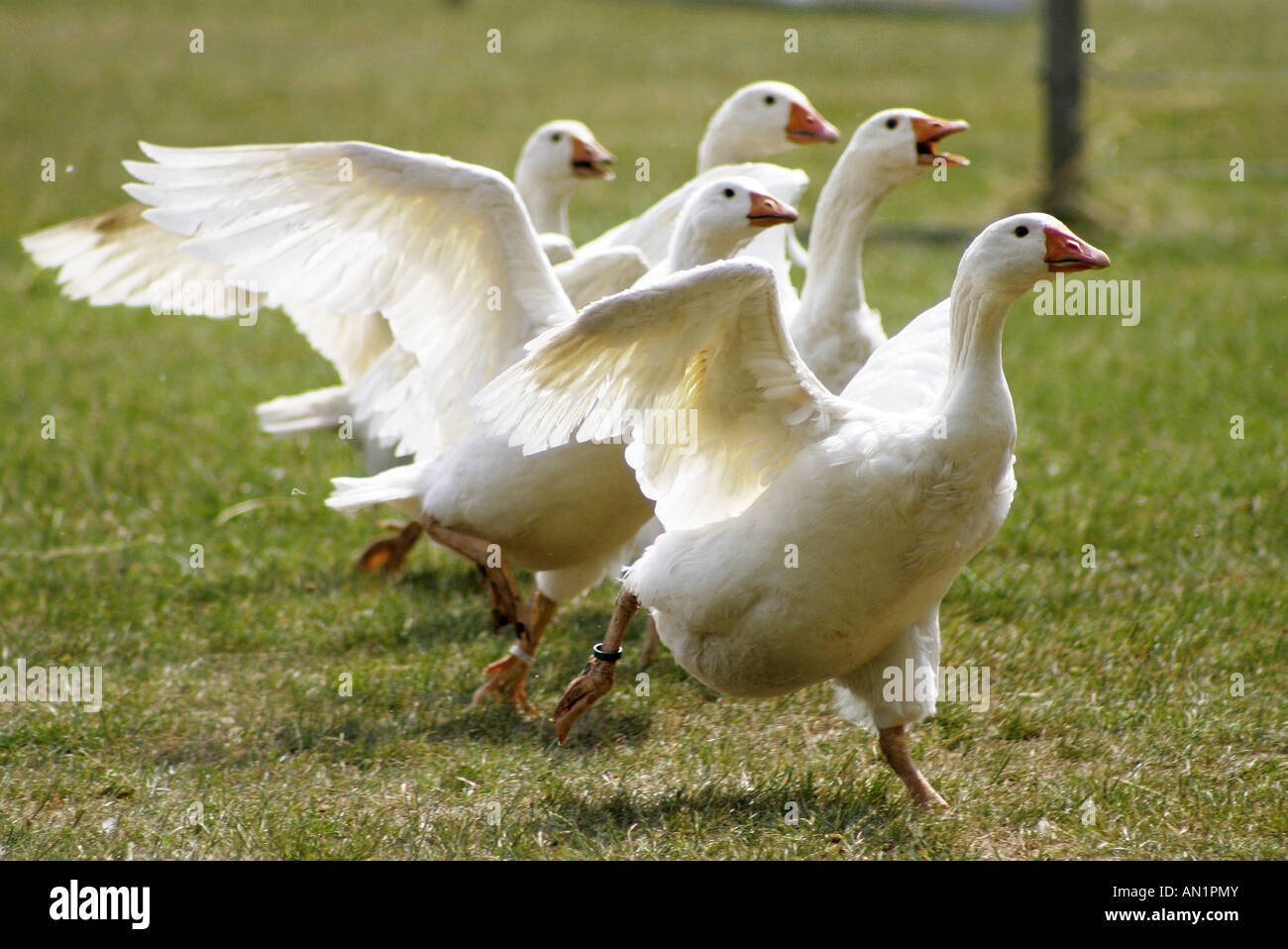 Gabble hi-res stock photography and images - Alamy