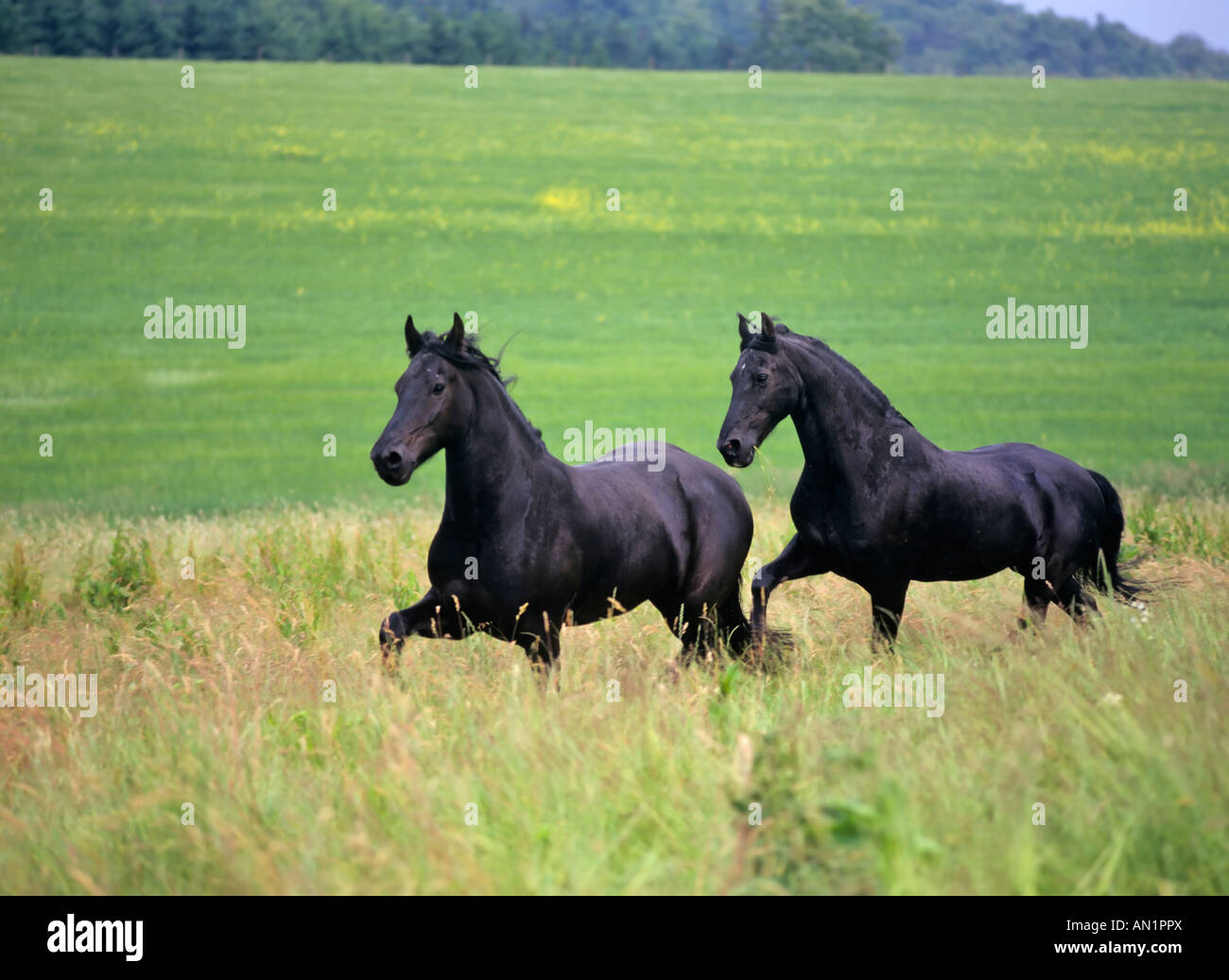 Friesen friesian hi-res stock photography and images - Alamy