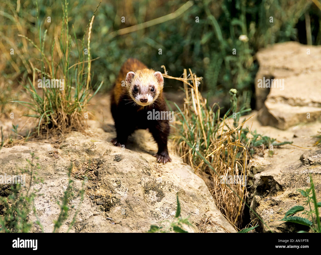 Iltis mustela putorius hi-res stock photography and images - Alamy