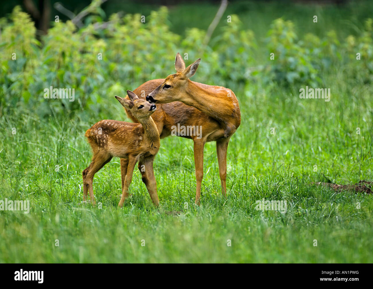 Rehe Ricke mit Kitz Capreolus capreolus Roe Deer with fawn Stock Photo ...
