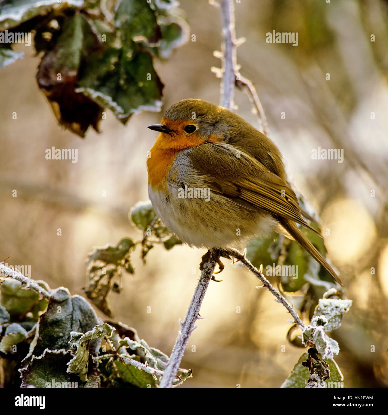 The redbreasts hi-res stock photography and images - Alamy