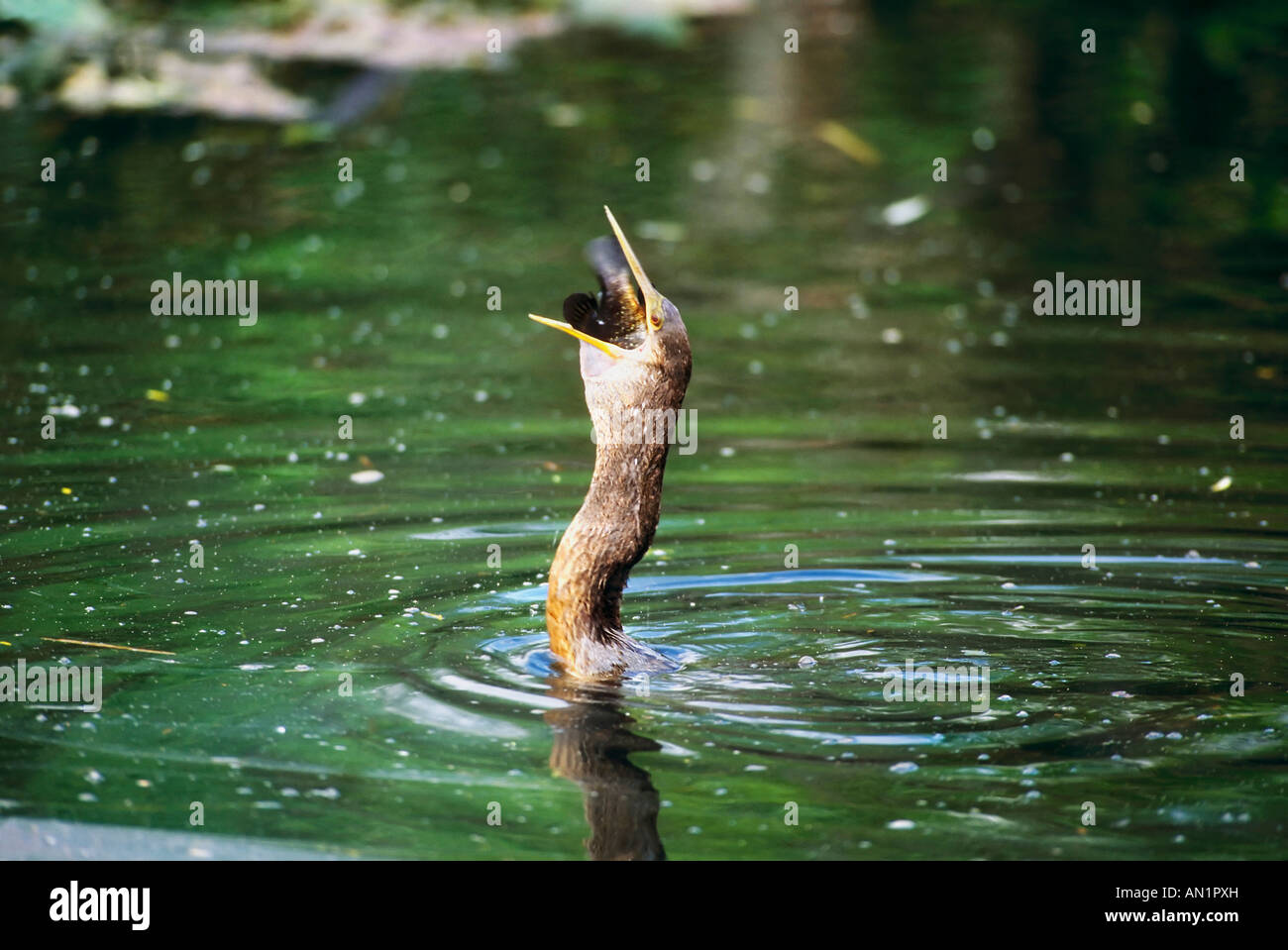 Anhinga with fish Anghinga anhinga Everglades USA Stock Photo - Alamy