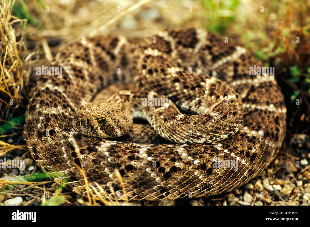 Western Diamondback Rattlesnake Crotalus atratus Arizona USA Stock ...