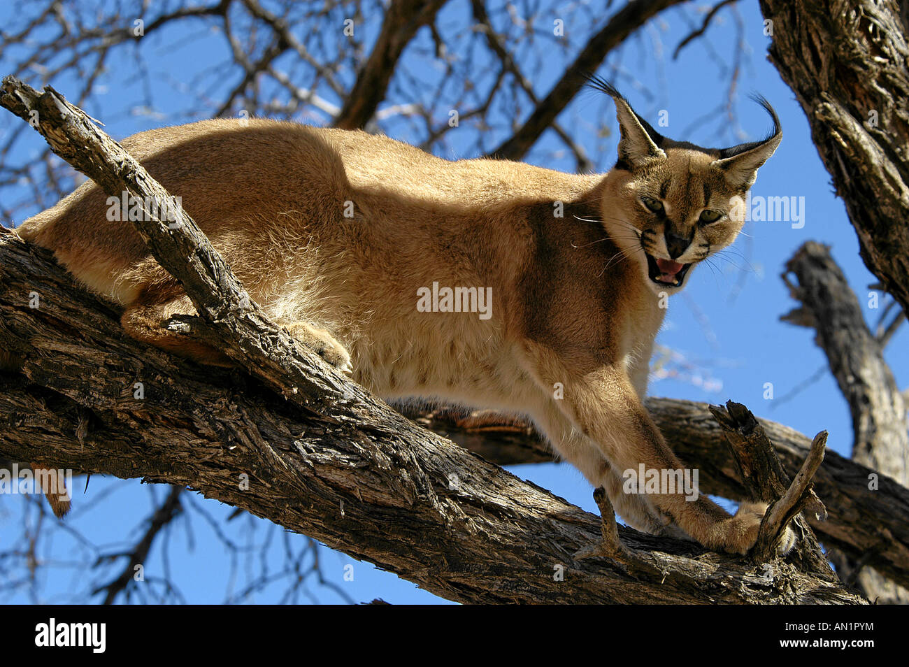 Felis Caracal Karakal African Lynx Afrika Africa Namibia Afrikanischer ...